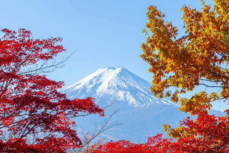 [Mount Fuji, Hakone, Kawaguchiko, and Flower Viewing] 7-11 Convenience ...